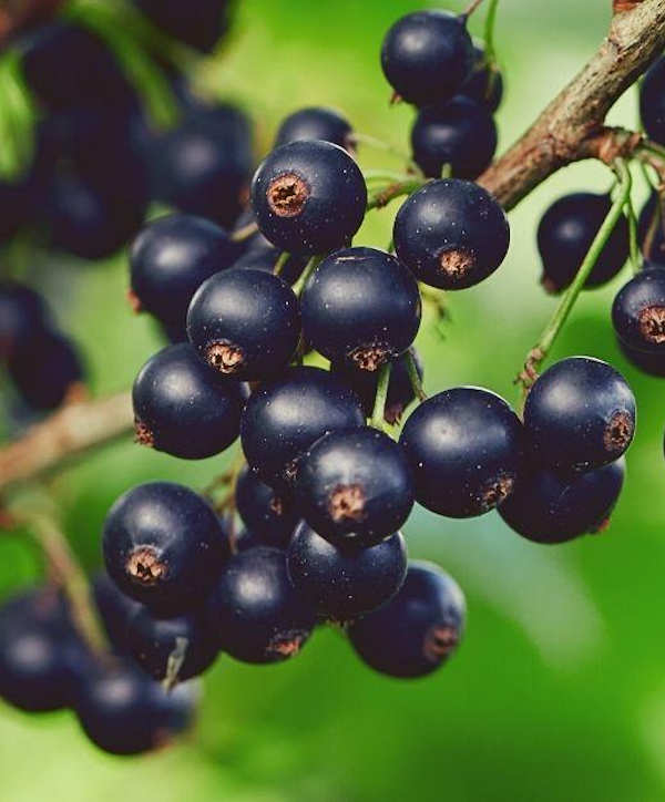 Marjat | Savon Marja