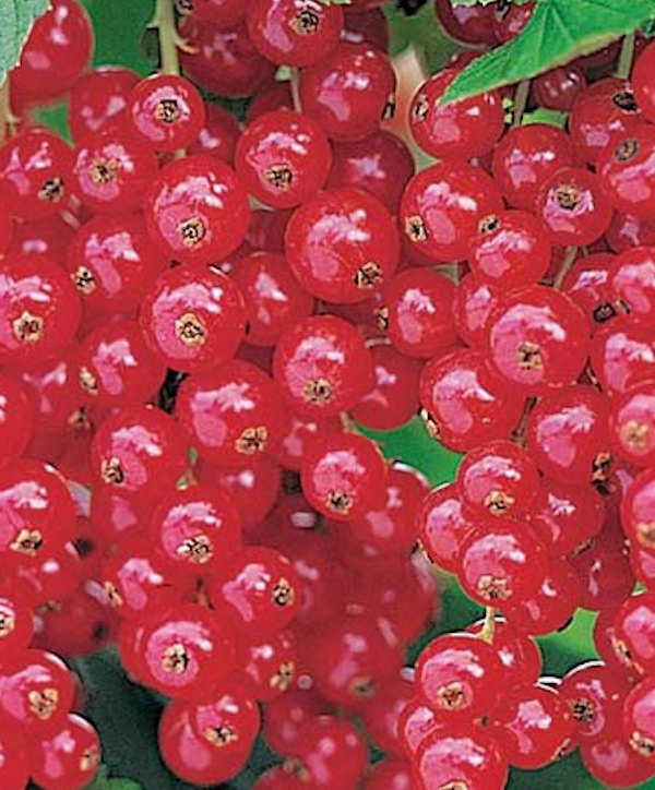 Marjat | Savon Marja